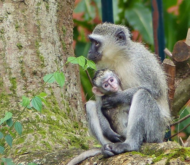 Monkeys Baby Wants To Mate How Do Monkeys Mate? Monkey Reproduction
