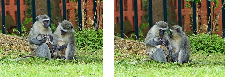 Monkey mom snatches a second baby: A photo essay on how the story ...