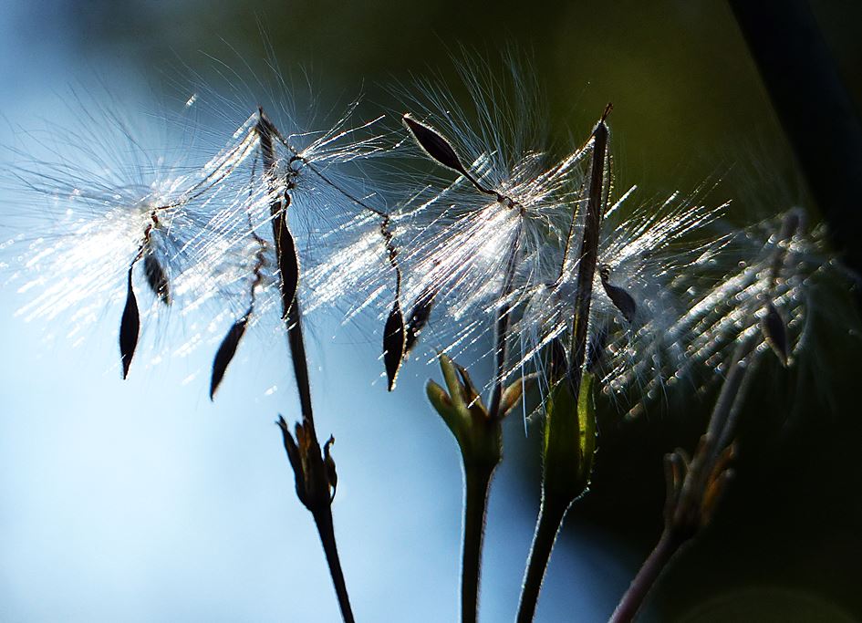 Celebrating seediness – letting nature back in