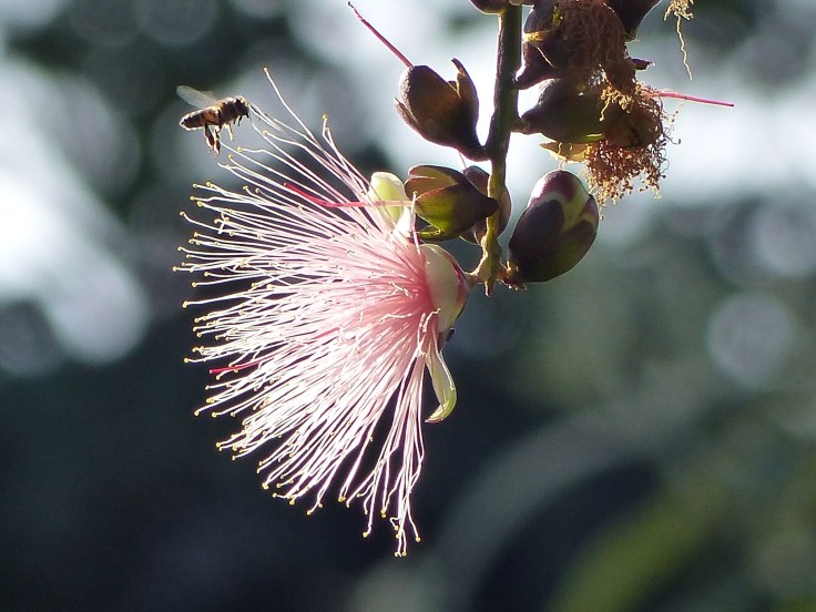 September: Flower Portrait – letting nature back in