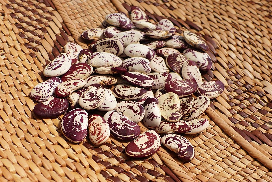 Bean on a quest – letting nature back in