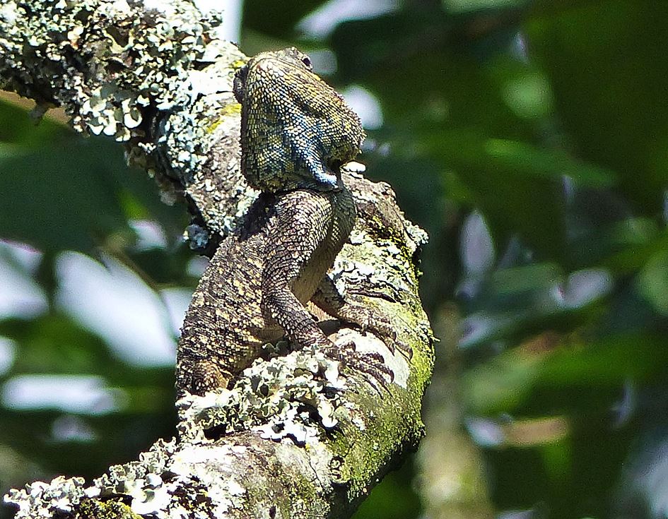Agamas in the garden – letting nature back in