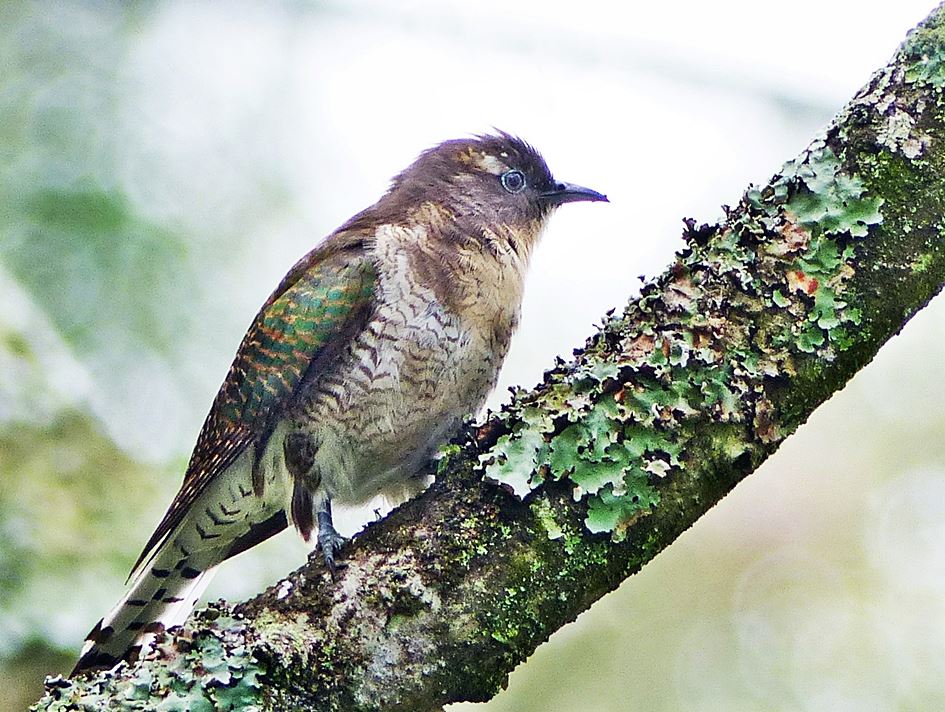 The cuckoo has landed – letting nature back in