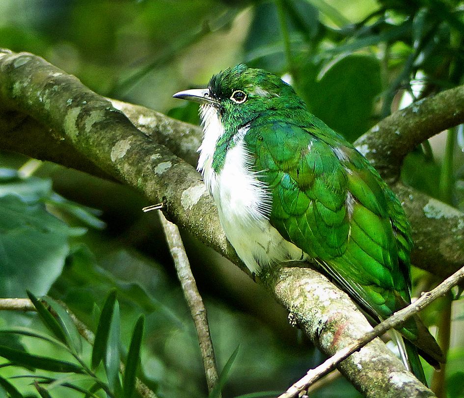The cuckoo has landed – letting nature back in