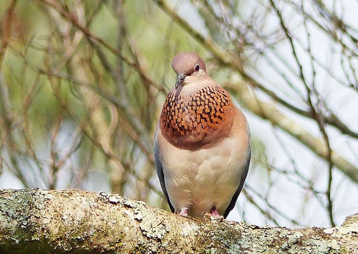 Favourite Garden Birds: Laughing Doves – letting nature back in