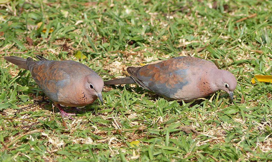 Favourite Garden Birds: Laughing Doves – letting nature back in