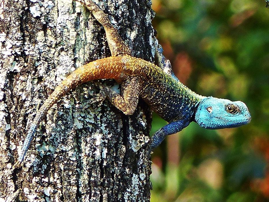 Agamas in the garden – letting nature back in