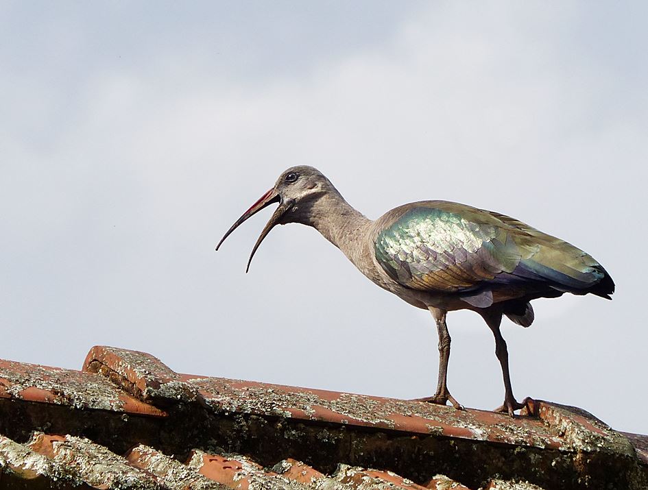Suburban soundtrack: Call of the Hadeda Ibis – letting nature back in