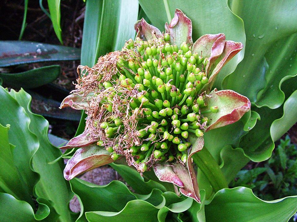 From winter dormancy to a spring spectacle: the Paintbrush Lily ...