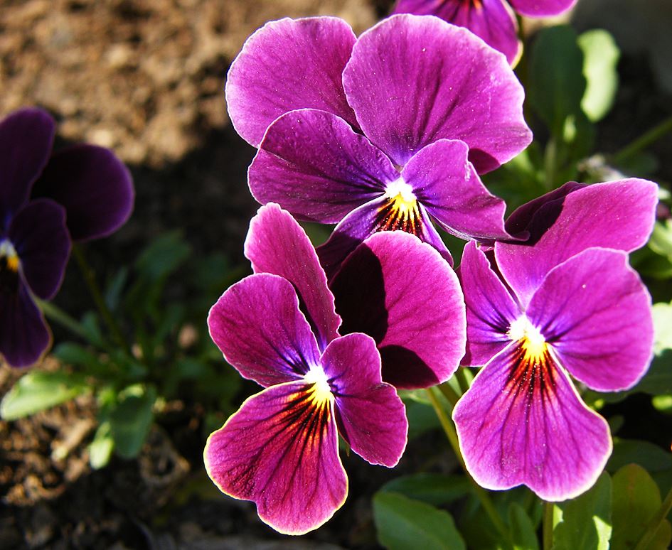 Pansy Flower Meaning Pansy And Common Violet: Everything You Need To