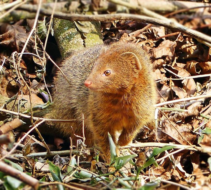Elusive garden visitor: Slender Mongoose – letting nature back in