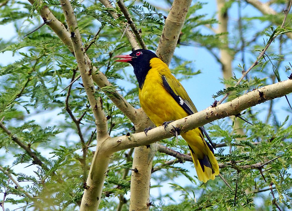 Black-headed Oriole: Golden bird of the African treetops – letting ...