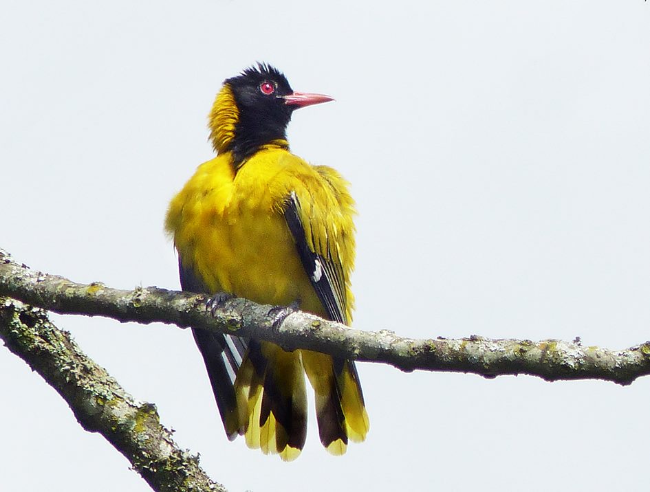 Black-headed Oriole: Golden bird of the African treetops – letting ...