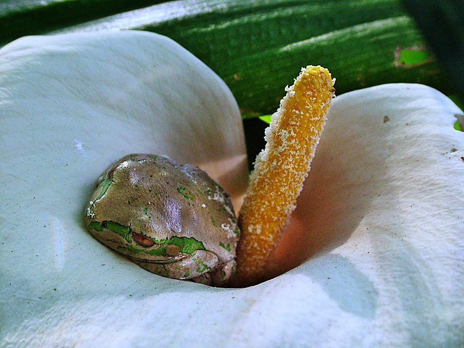 Against the odds: Finding tree frogs in flowers – letting nature back in