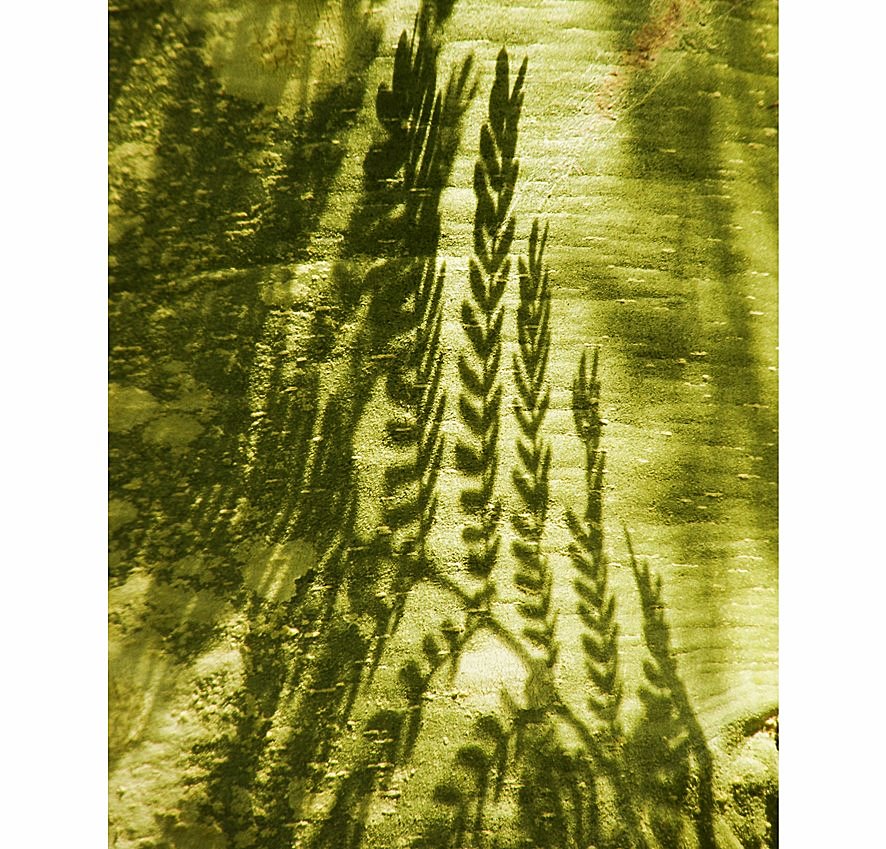 African shadow brocade – letting nature back in