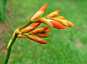 Crocosmia aurea: Saffron-scented falling stars – letting nature back in