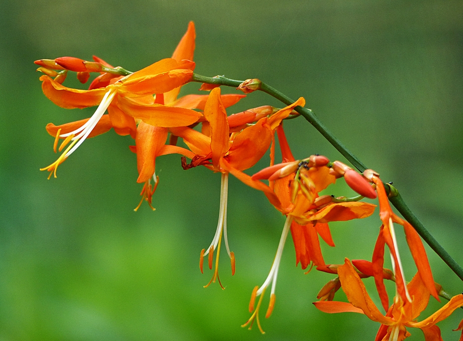 Crocosmia aurea: Saffron-scented falling stars – letting nature back in