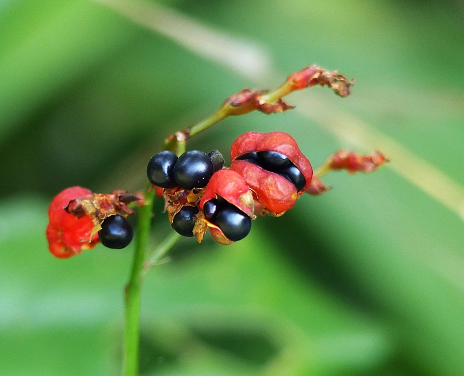 Crocosmia aurea: Saffron-scented falling stars – letting nature back in