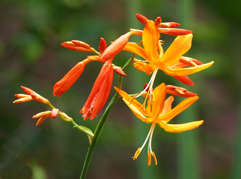 Crocosmia aurea: Saffron-scented falling stars – letting nature back in