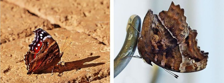 Take me to your Commodore: Garden butterflies from the African ...