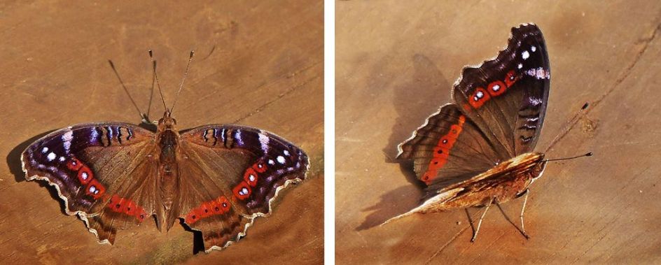 Take me to your Commodore: Garden butterflies from the African ...