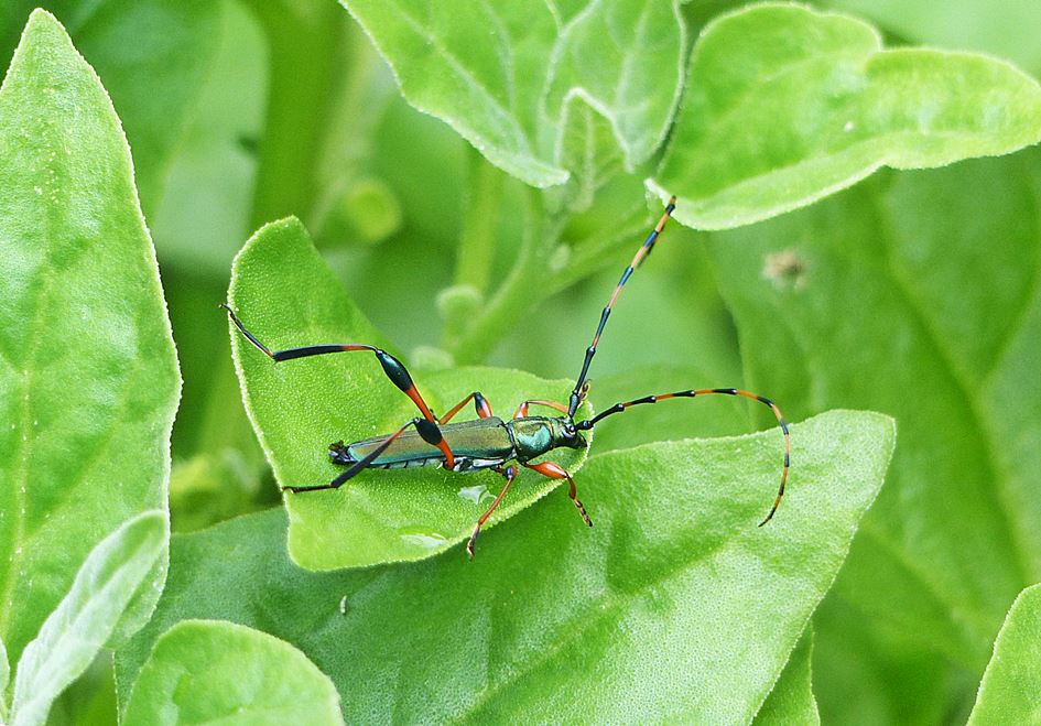 An unexpected guest: A longhorned beetle in the spinach patch – letting ...