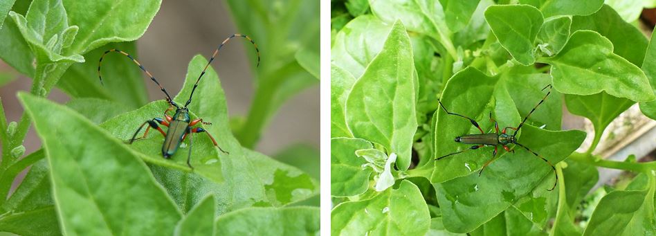 An unexpected guest: A longhorned beetle in the spinach patch – letting ...