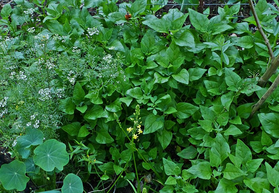 An unexpected guest: A longhorned beetle in the spinach patch – letting ...