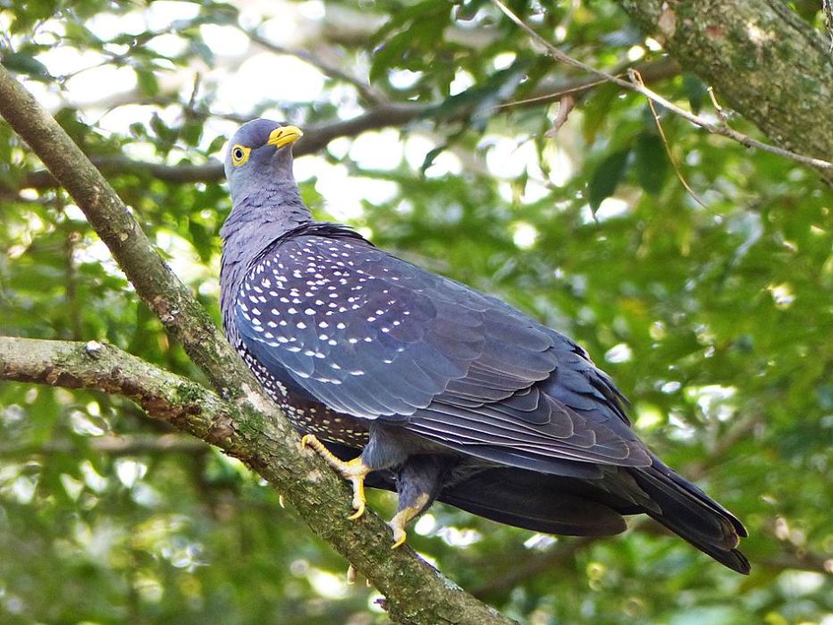 The forest-loving African Olive-Pigeon – a special garden visitor ...
