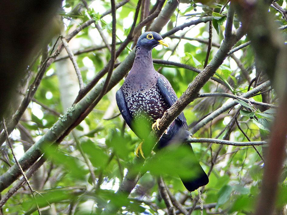 The forest-loving African Olive-Pigeon – a special garden visitor ...