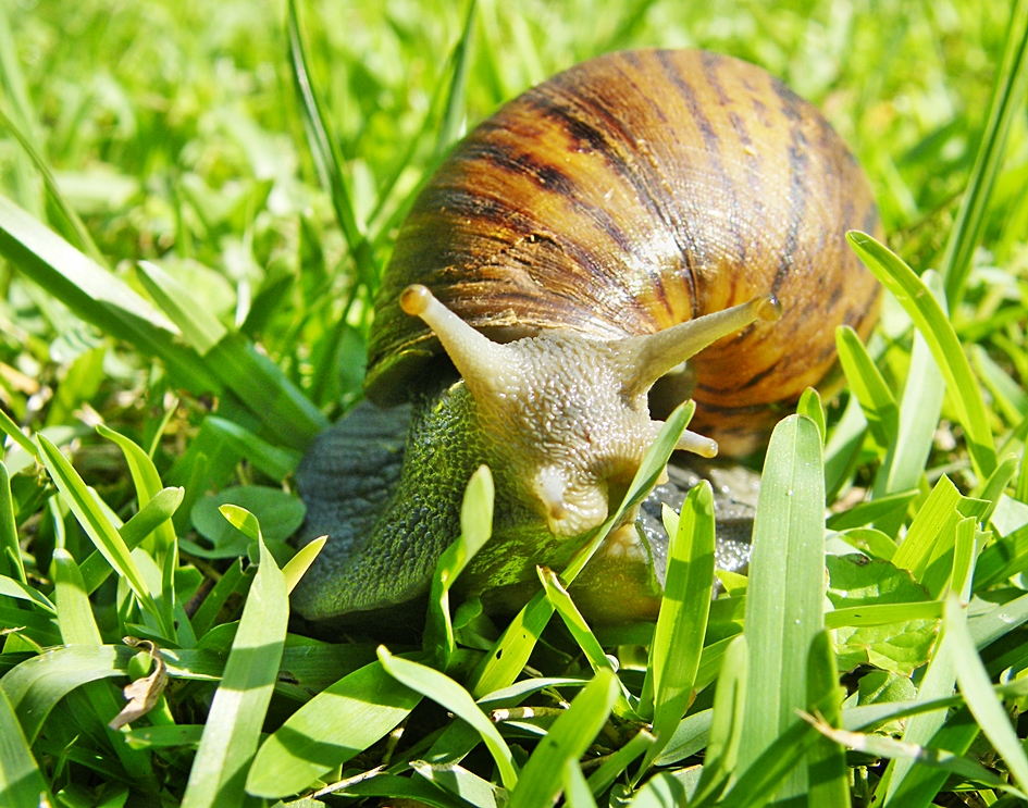The road taken: Snail trail encounter – letting nature back in