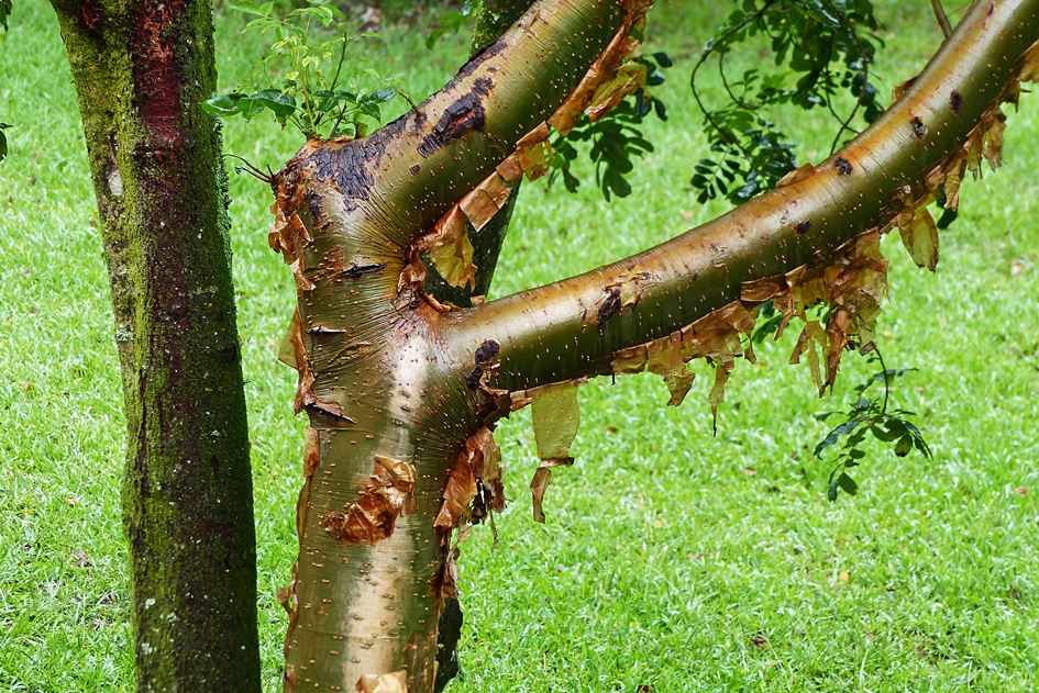 Shady characters in the garden: Celebrating tree-dom – letting nature ...