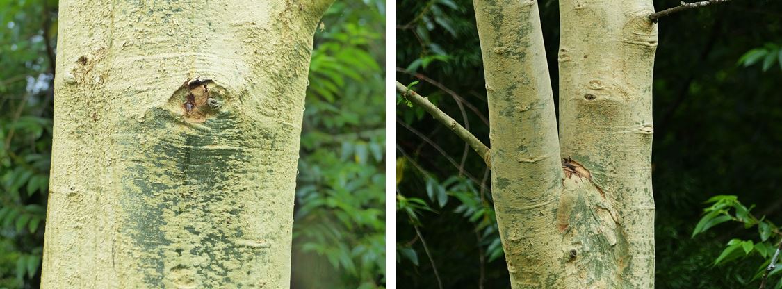 Shady characters in the garden: Celebrating tree-dom – letting nature ...