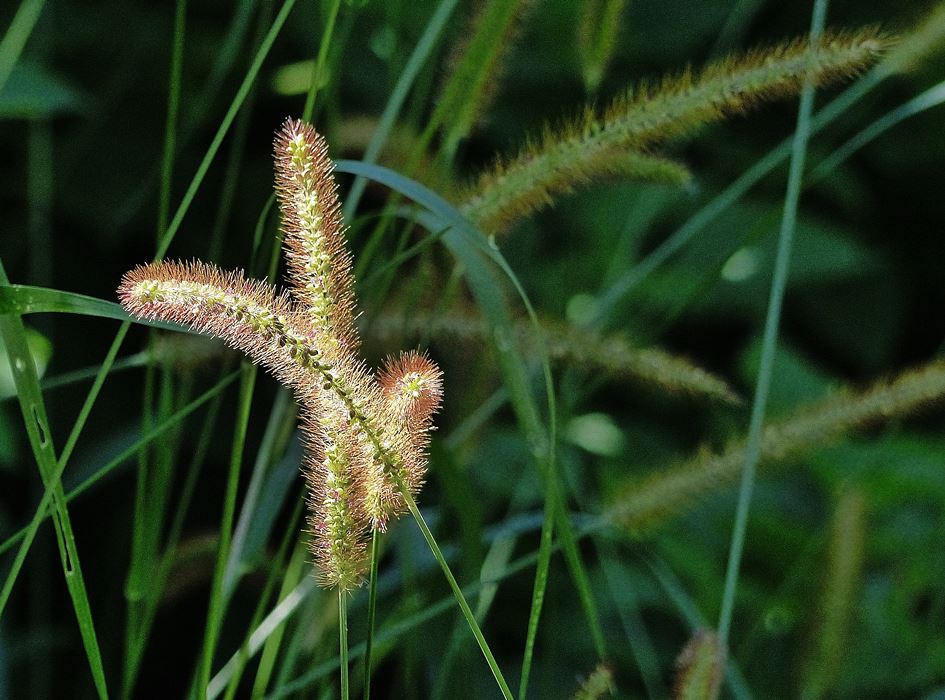 For the birds: Grass going to seed in the autumn garden – letting ...