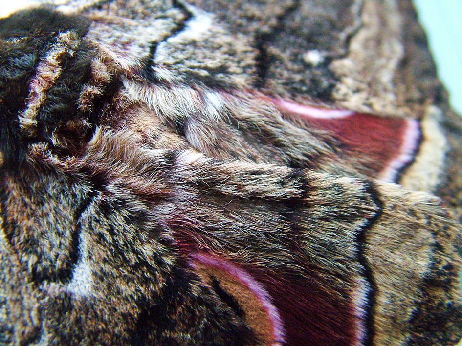 The Emperor (Moth) has new clothes – letting nature back in