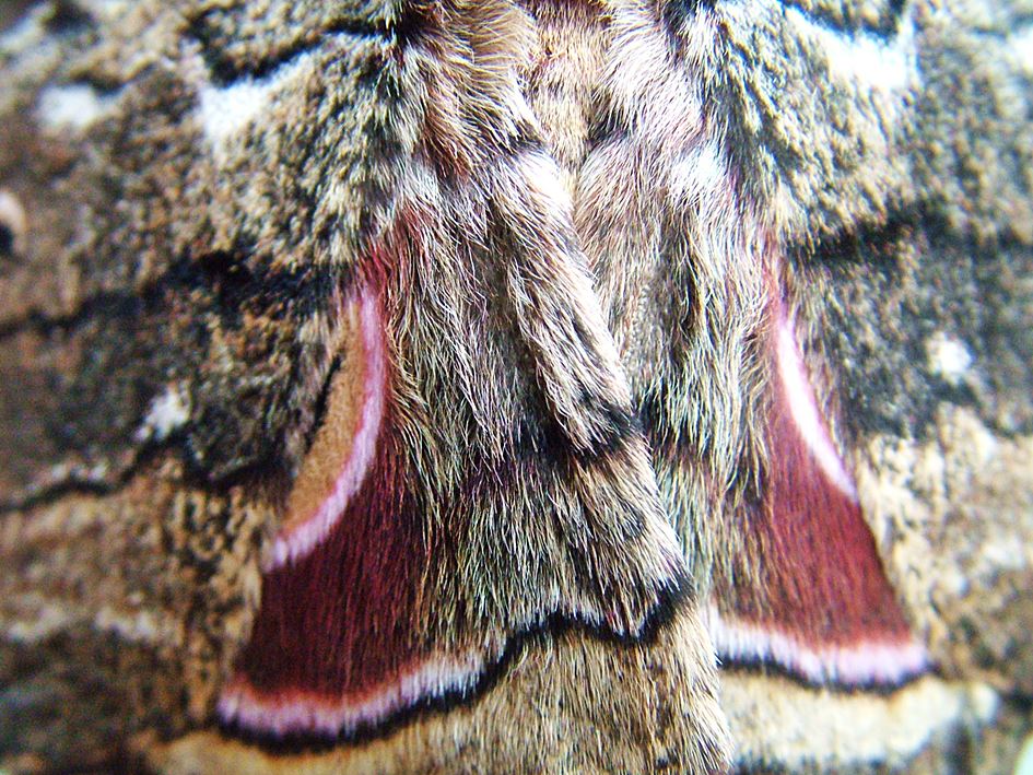 The Emperor (Moth) has new clothes – letting nature back in