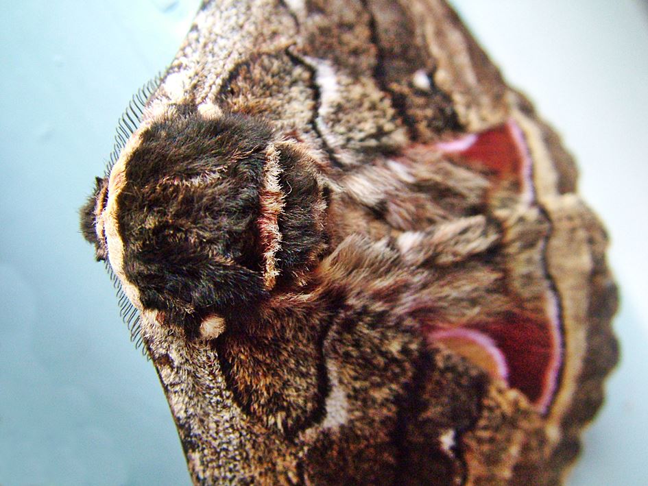The Emperor (Moth) has new clothes – letting nature back in