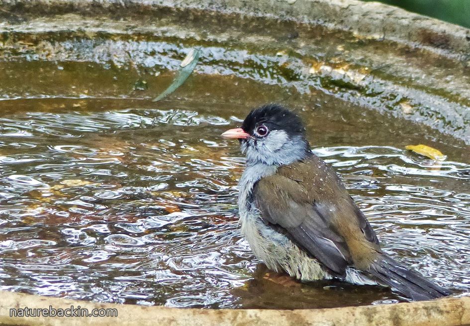 Fleeting garden visitors: The Bush Blackcap and the Swee Waxbill ...
