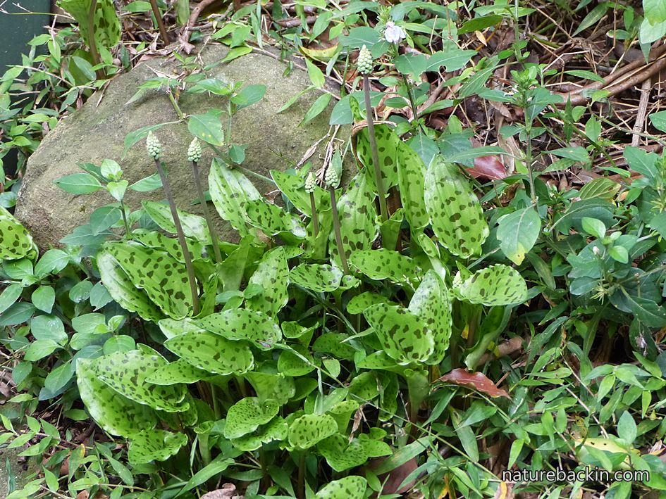 The understorey: The tale of the White Starred Robin – letting nature ...
