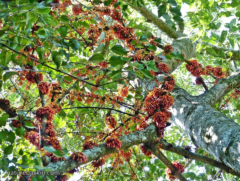 Shine on – letting nature back in