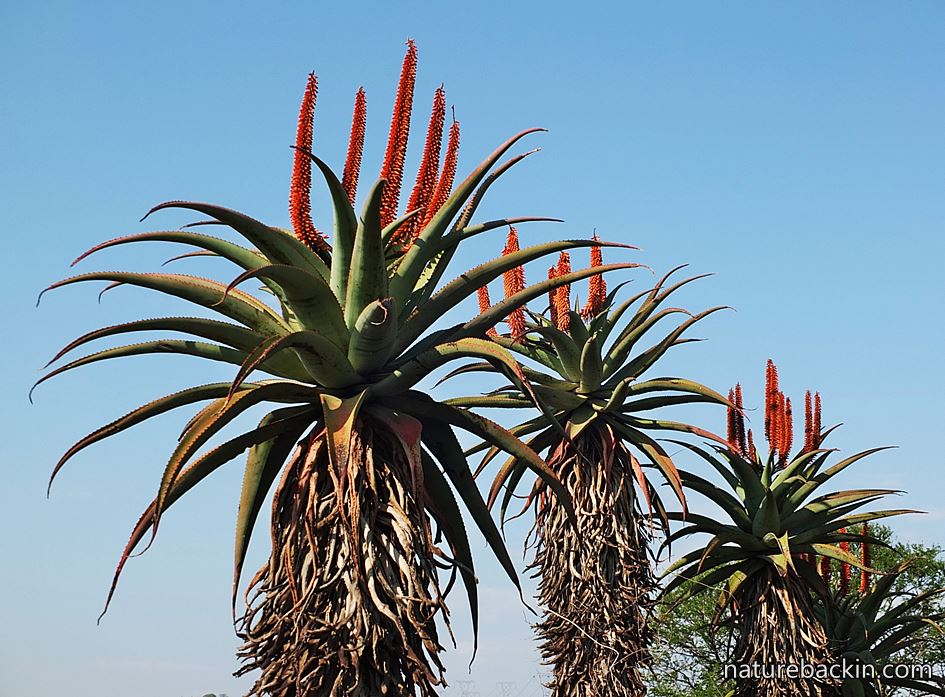 Aloe from the other side – letting nature back in