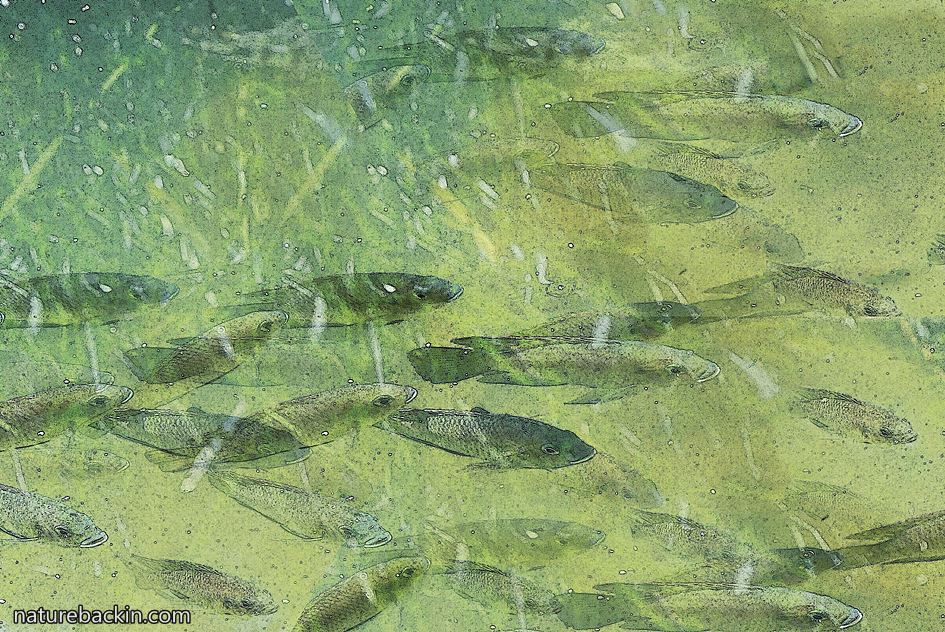 Fishpond Collage – letting nature back in