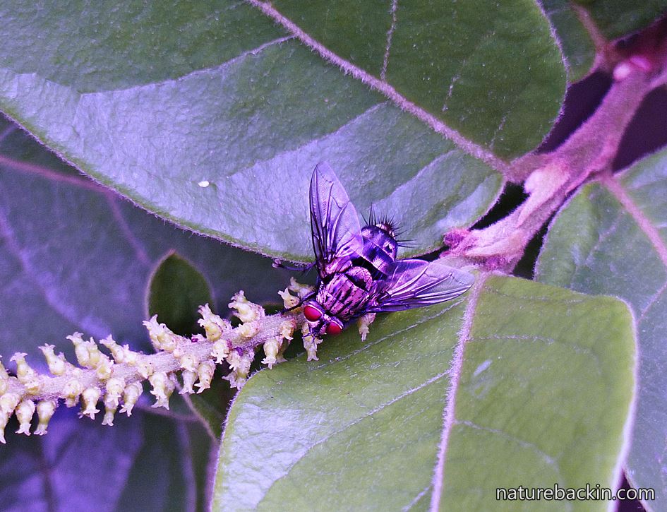 Flies as pollinators and bubble-blowers – letting nature back in