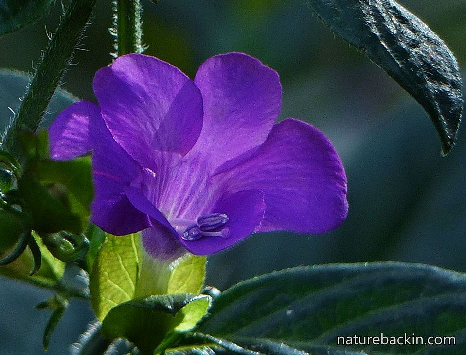 Purple-powered flowers – letting nature back in