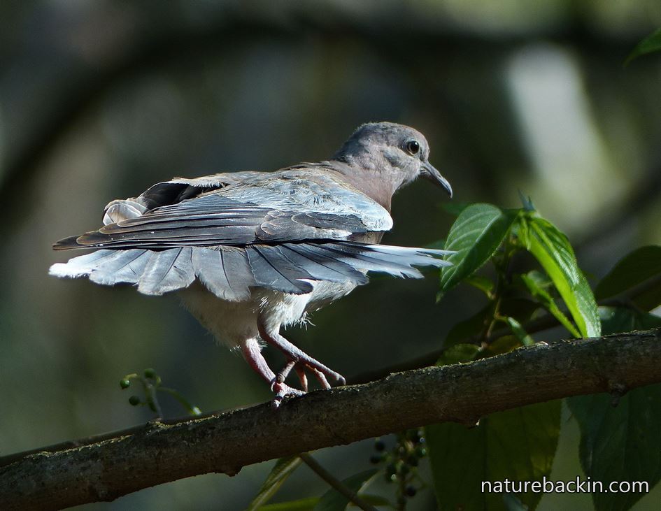 Laughing Turtle Dove Call