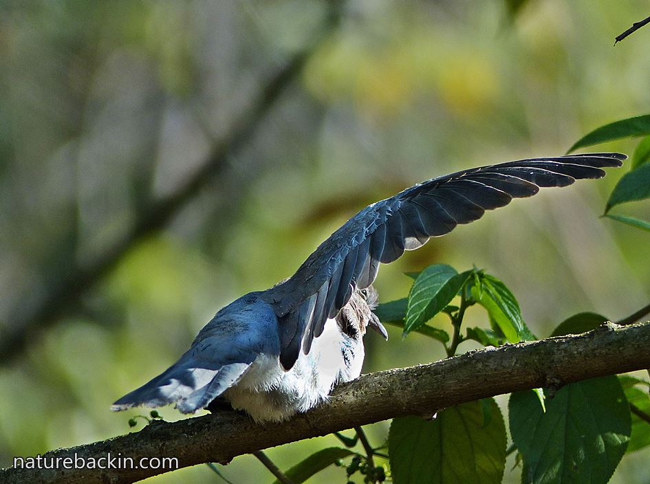 The dancing dove – letting nature back in