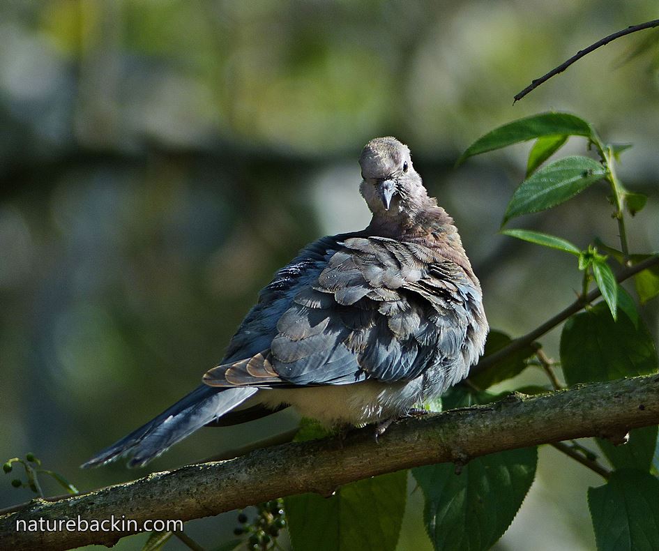 The dancing dove – letting nature back in
