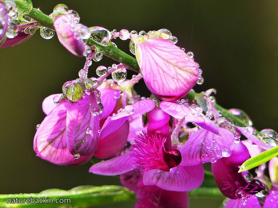 Purple-powered flowers – letting nature back in