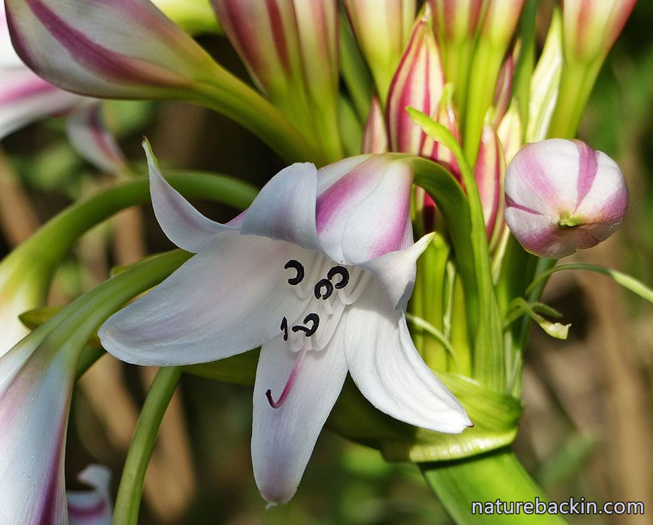 In the pink in the spring: River Crinum – letting nature back in