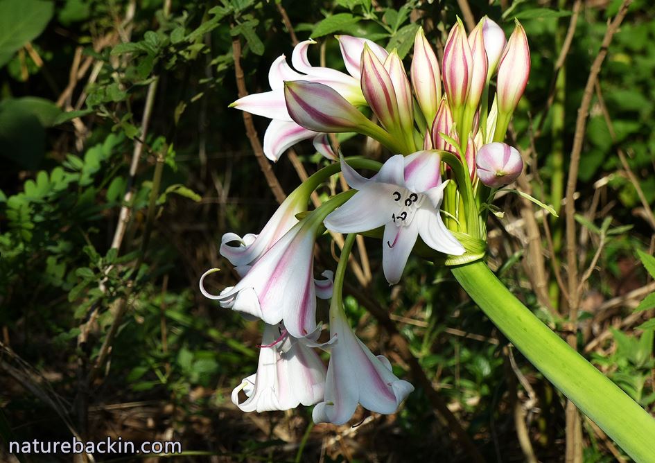 In the pink in the spring: River Crinum – letting nature back in